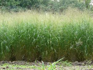 tall grass textures - Texturelib